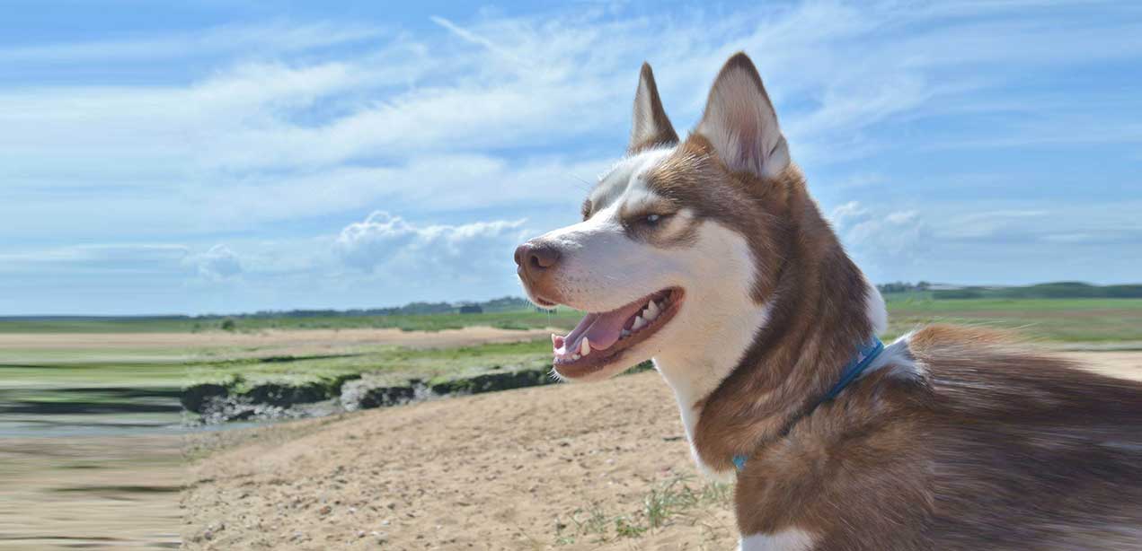 Saints Sled Dog Rescue