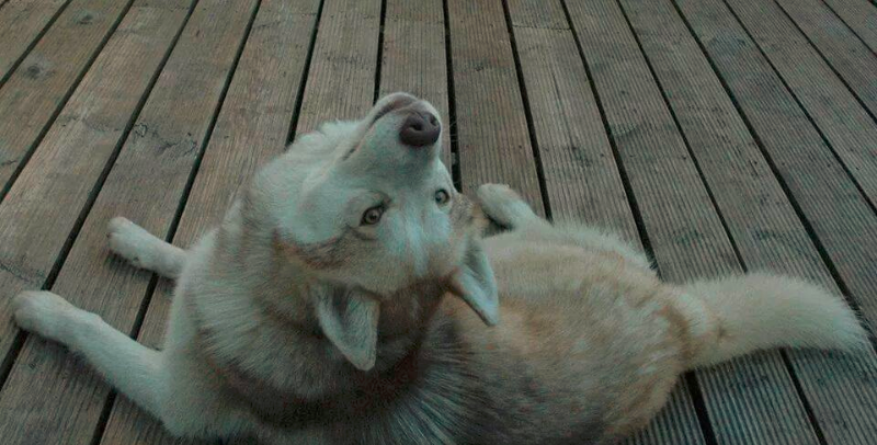 Saints Sled Dog Rescue