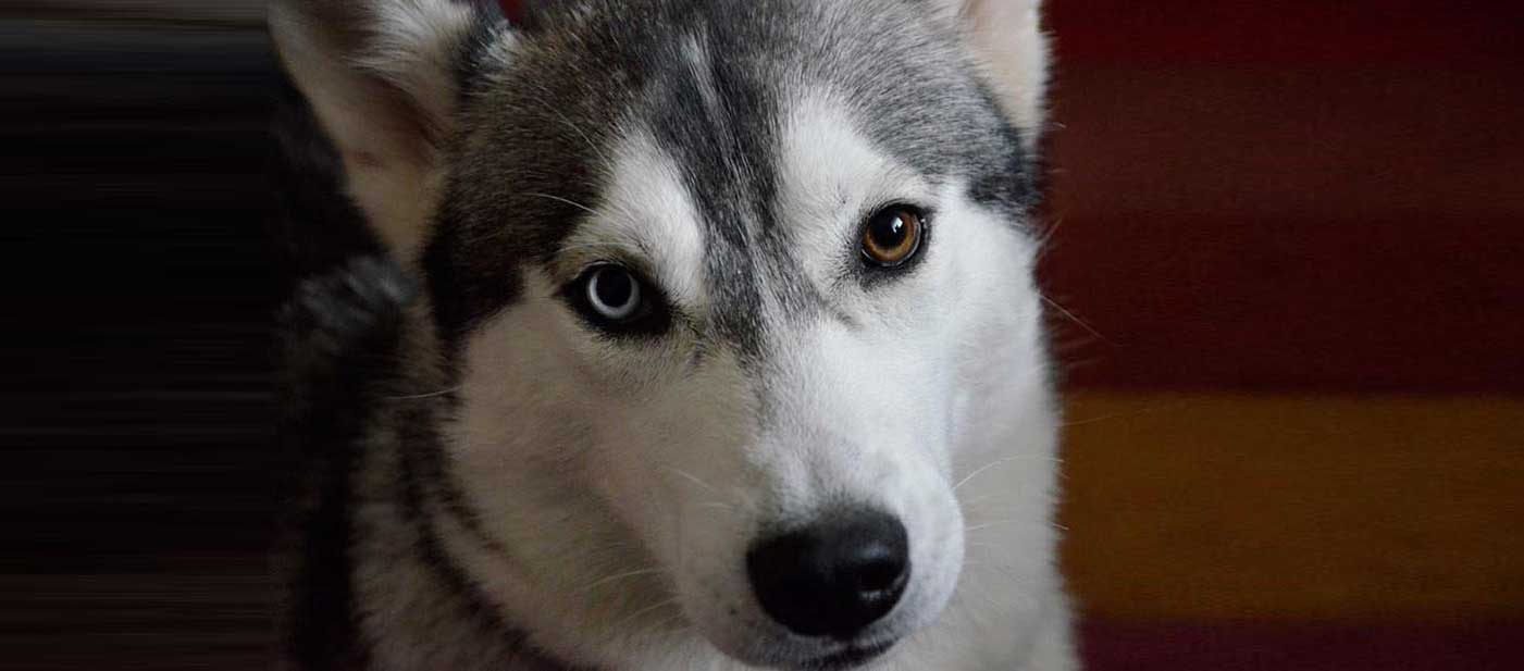 Saints Sled Dog Rescue