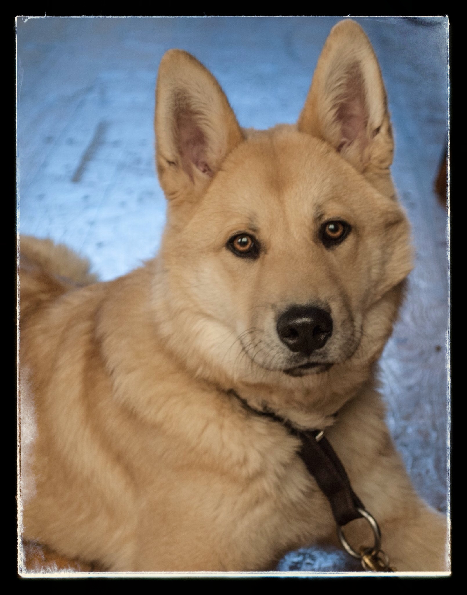 Saints Sled Dog Rescue