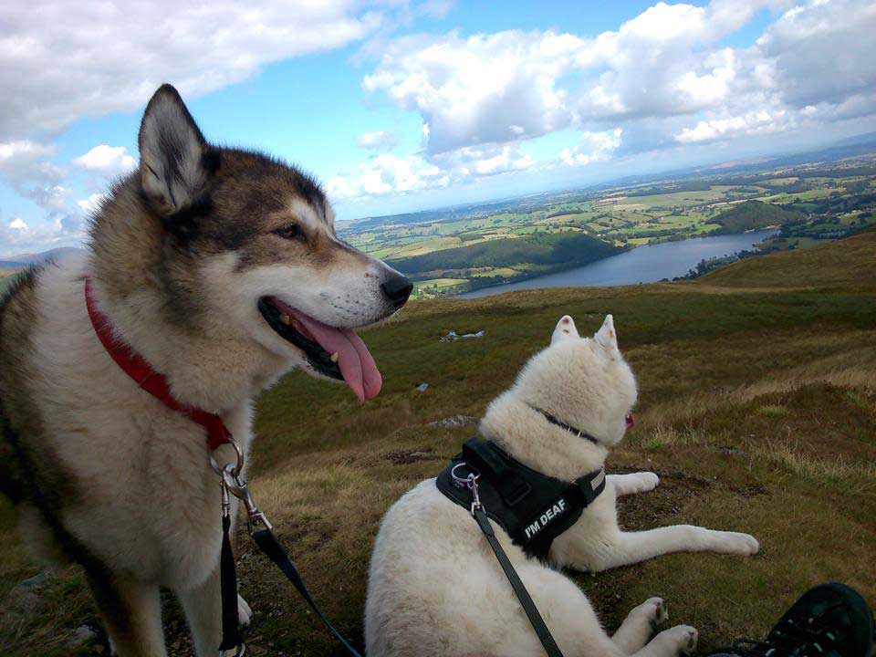 Saints Sled Dog Rescue