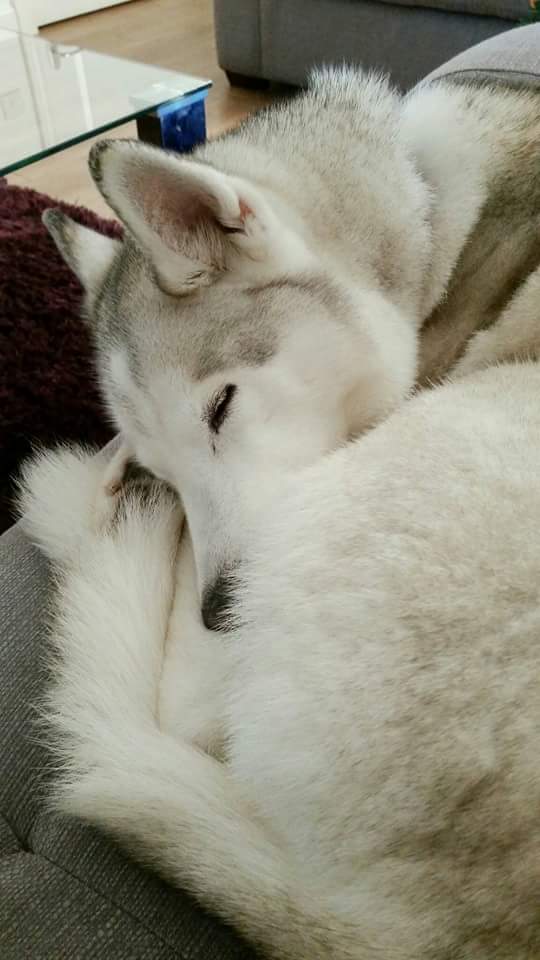 Saints Sled Dog Rescue