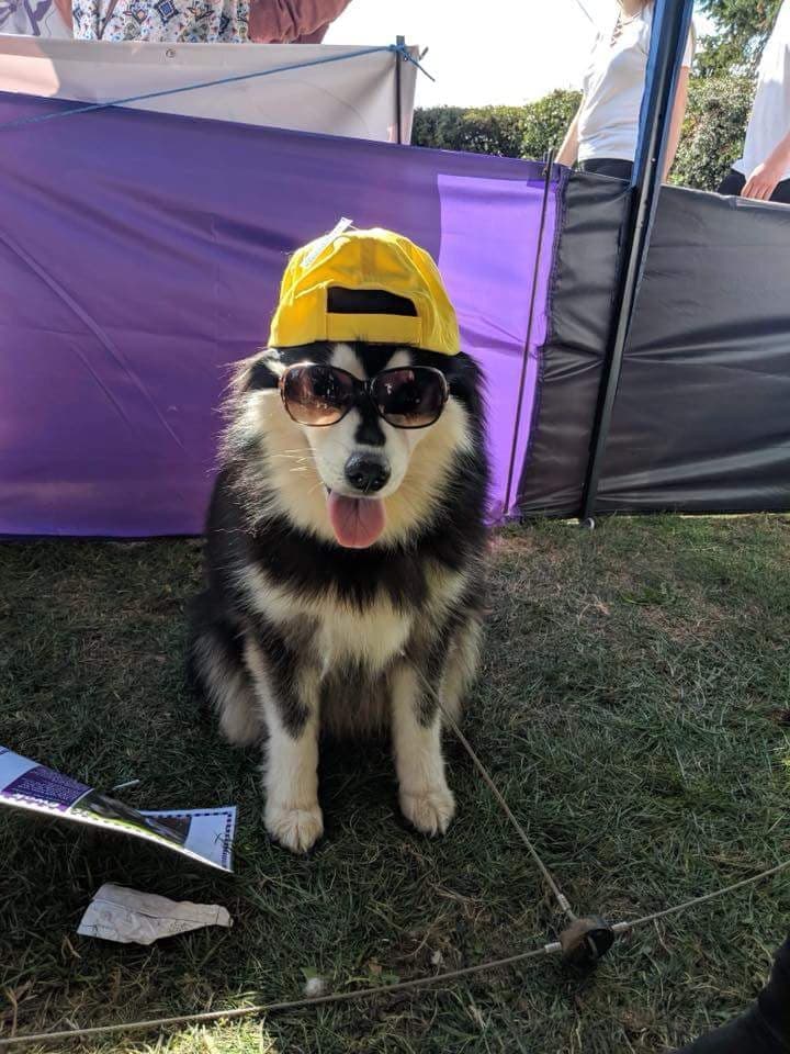 Saints Sled Dog Rescue