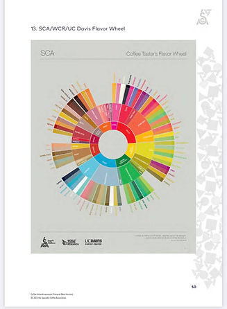 SCA CVA Courses | Espresso Academy Thailand