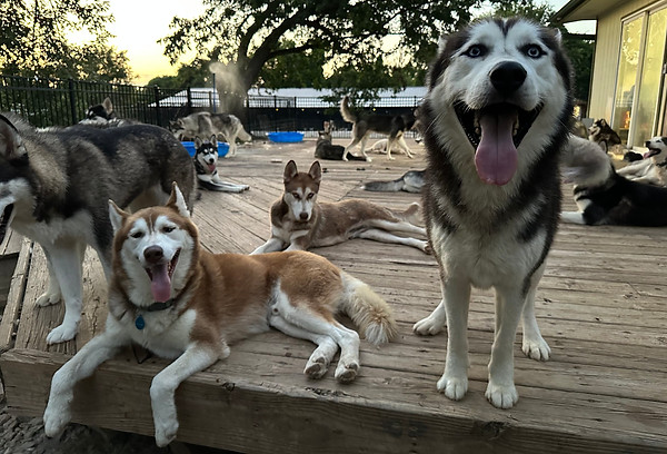 Husky Wish Lists | Husky Halfway House
