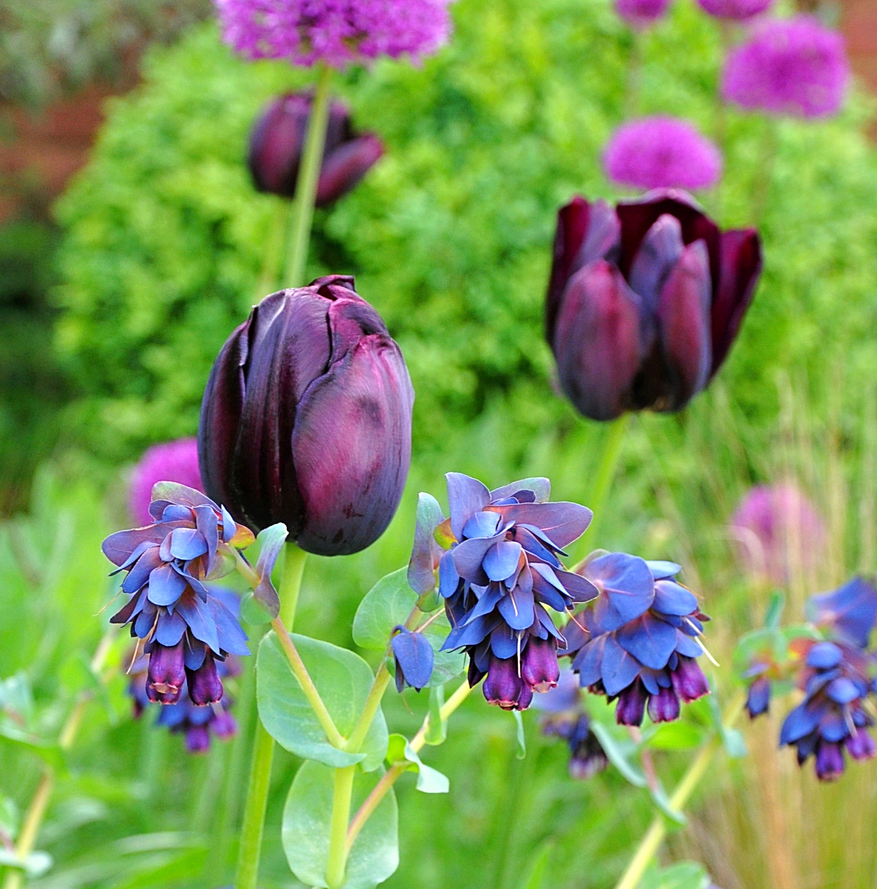 Garden designer Bucks | Marlow | Kate Zecca Garden Design