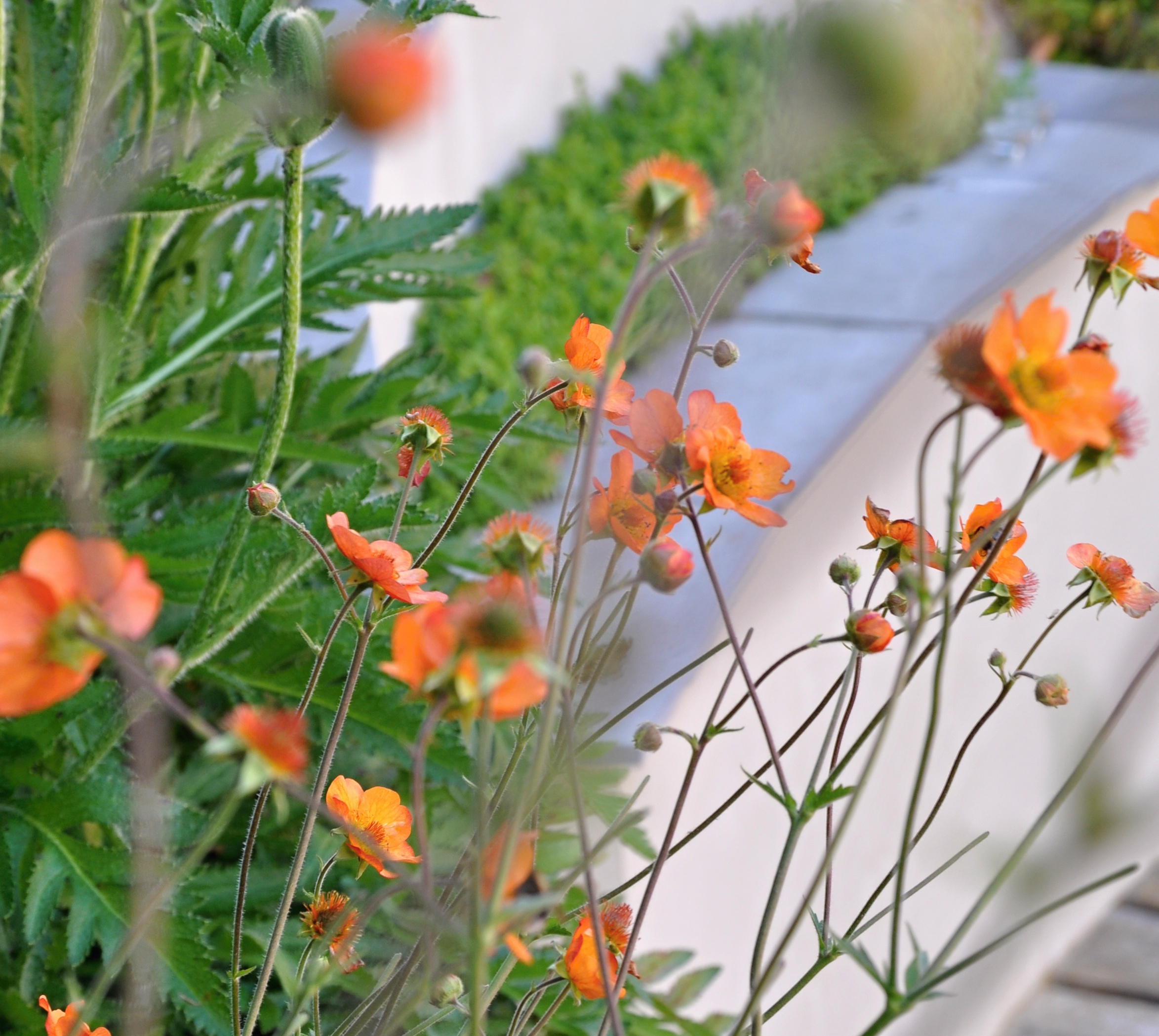 Urban retreat | Marlow | Kate Zecca Garden Design