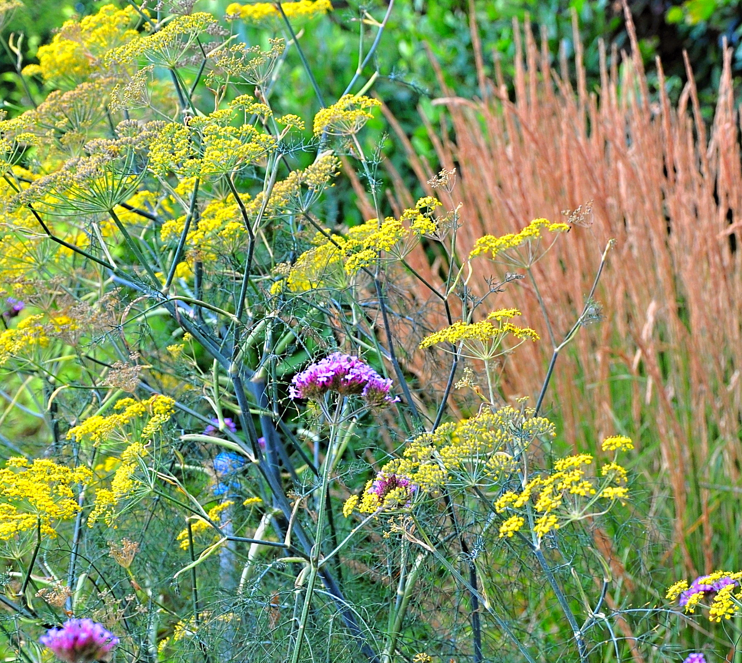 Garden designer Bucks | Marlow | Kate Zecca Garden Design