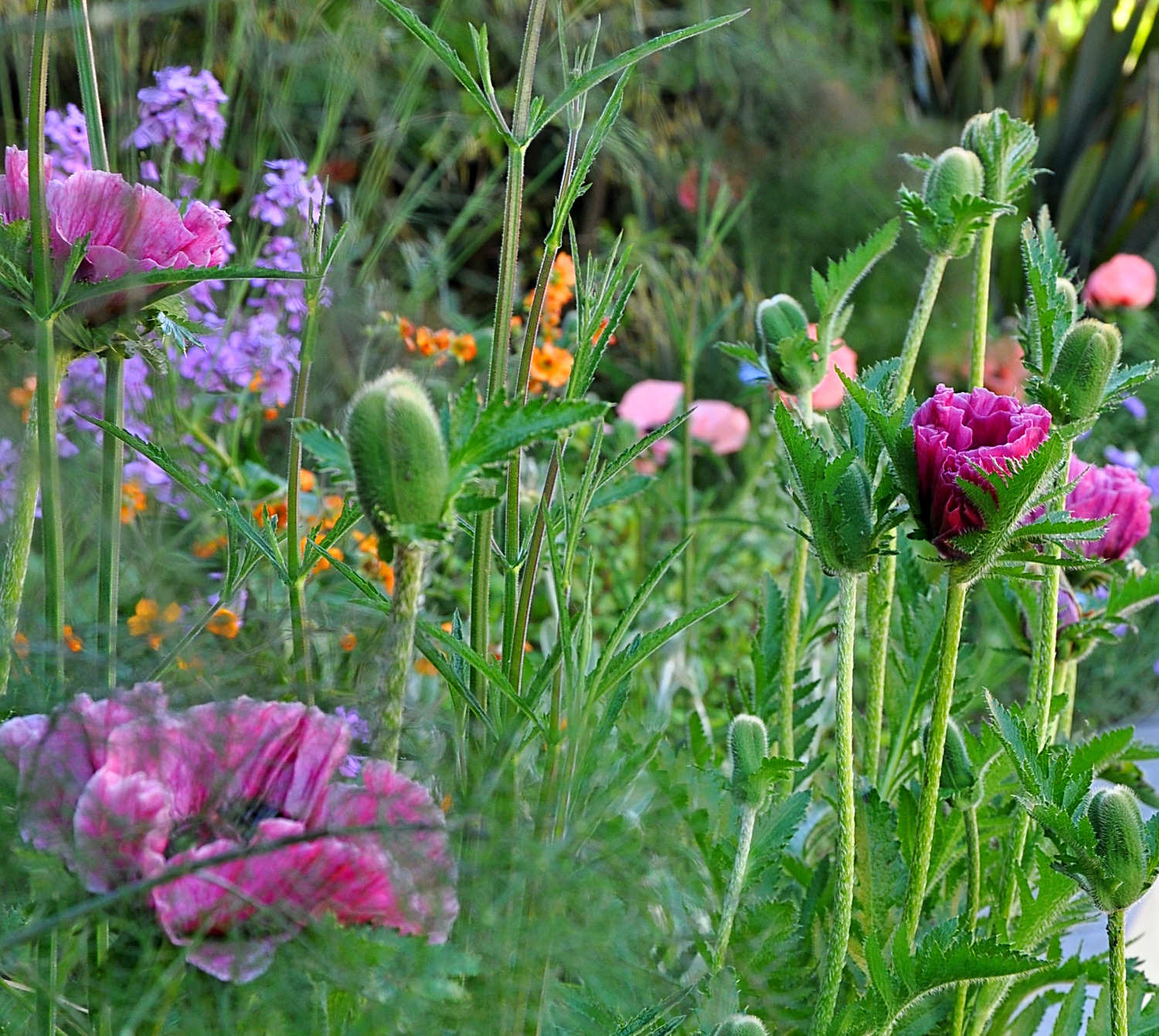 Garden designer Bucks | Marlow | Kate Zecca Garden Design