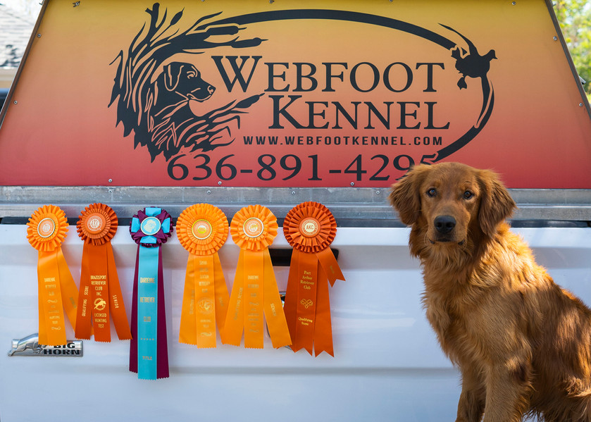 Blu Gallery WEBFOOT KENNEL blu-gallery-webfoot-kennel