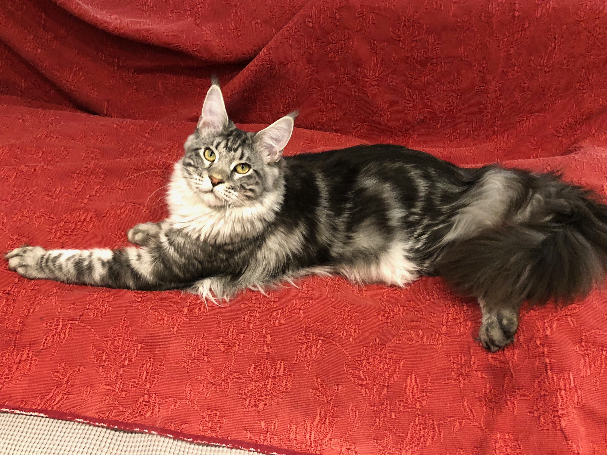 Chatterie Lou Pitchoun Coon,élevage familial de Maine Coon à Nice