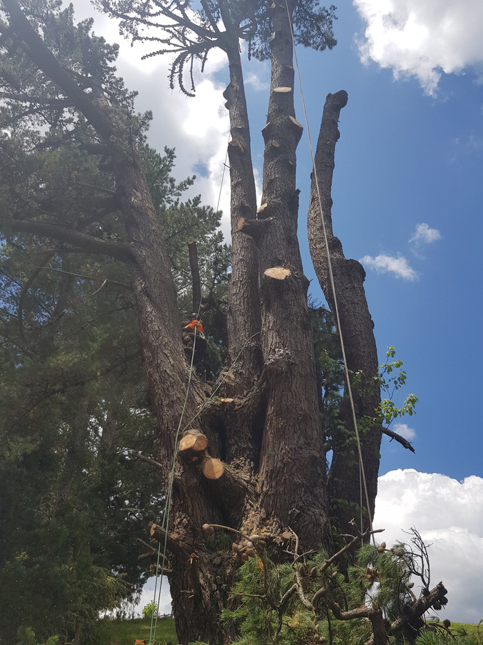 Gallery | Tree Masters