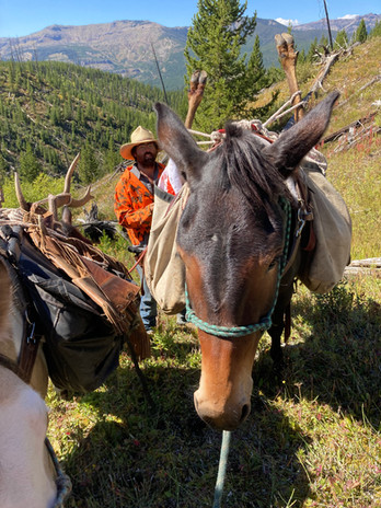 Hunt | Yellowstone Horse & Mule