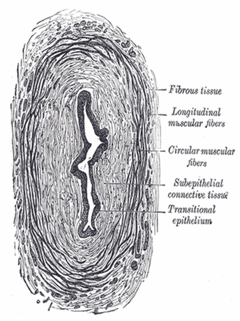 Anatomie a fyziologie | ANDROGEOS