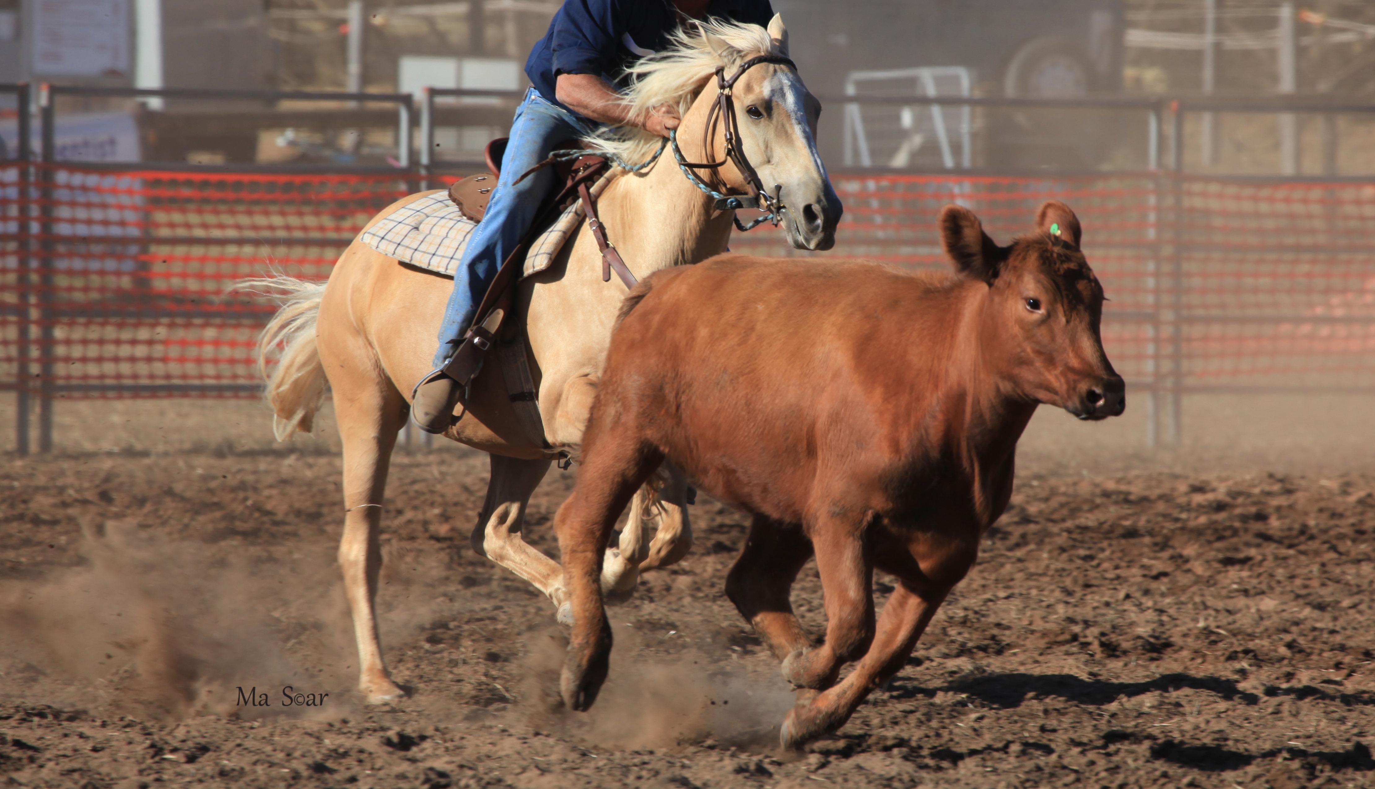 SA Campdraft Association