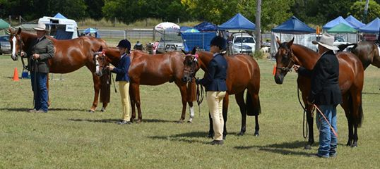 Goomeri Show 2017