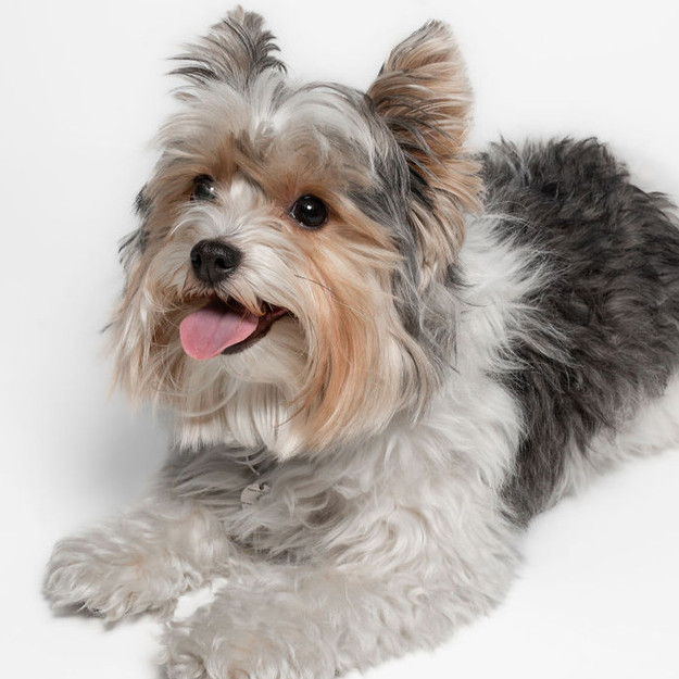 Welcome to Happy Paws!