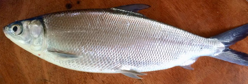 FRESH BANGUS 30KG BAGS. 0917-709-8375 | Mae B Farms