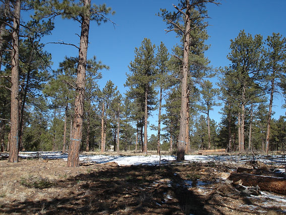COMPLETED JOBS | COLORADO | MORGAN TIMBER PRODUCTS