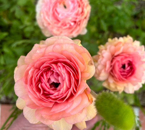 Ranunculus | Grow It Australia