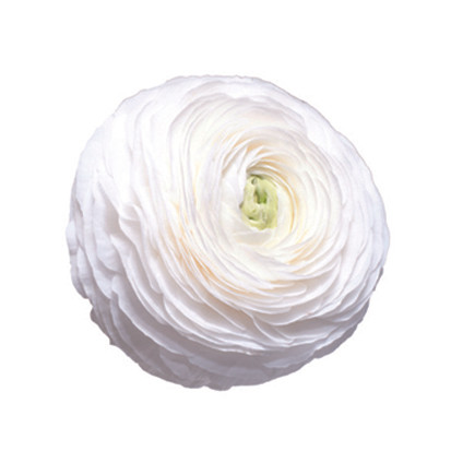 Elegance Bianco 190 14 | Grow It Australia