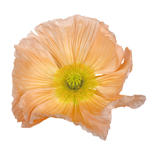 Poppy Colibri Rose Chiaro Pastello | Grow It Australia