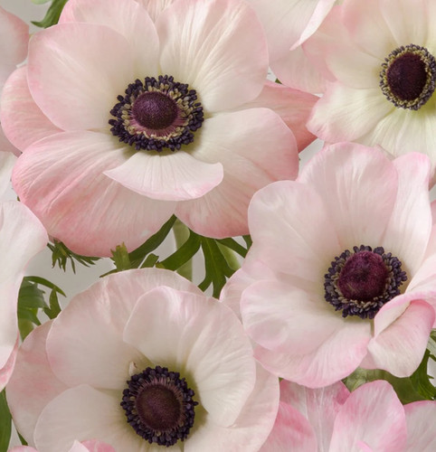 Mistral Edge Rosa | Grow It Australia