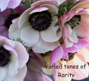 Mistral Plus Rarity | Grow It Australia