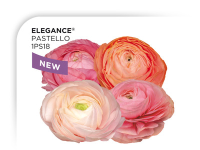 Italian Ranunculus Elegance Pastello 1PS18 | Grow It Australia