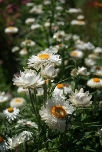 October Shipping | Grow It Australia