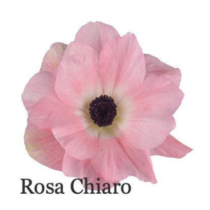Mistral Rosa Chiaro | Grow It Australia