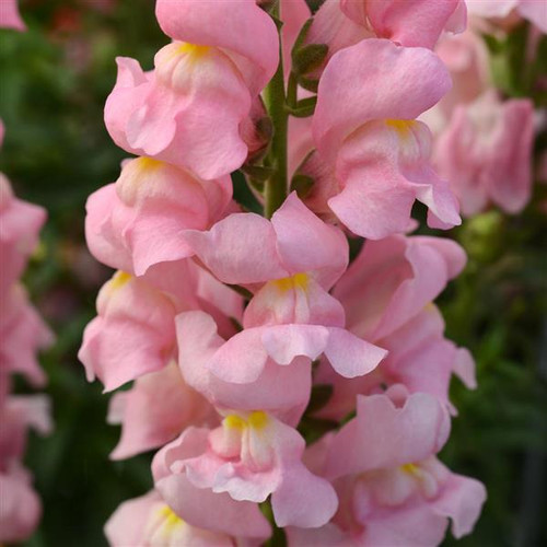 Snapdragon Rocket Pink | Grow It Australia