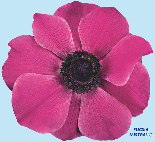 Mistral Fucsia | Grow It Australia
