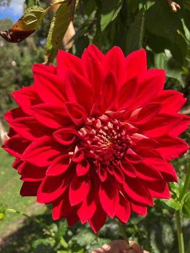 Devon Radiance | Grow It Australia