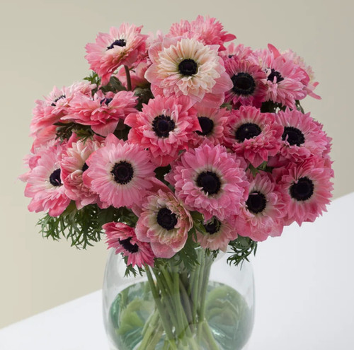 Levante Rosa Anemone | Grow It Australia