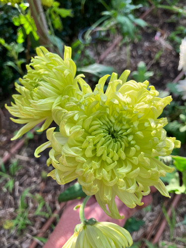 Greenie | Grow It Australia