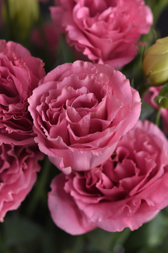 Summer Flowers | Grow It Australia