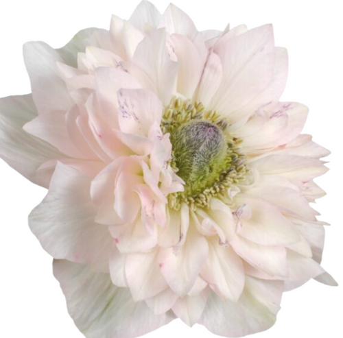 Italian Anemone 'Levante Rosa Chiaro' | Grow It Australia