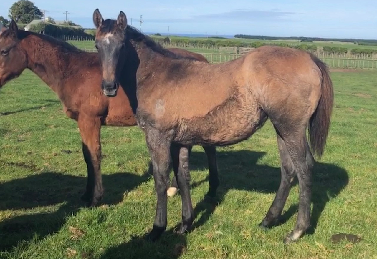 Derryn | Grangewilliam Stud