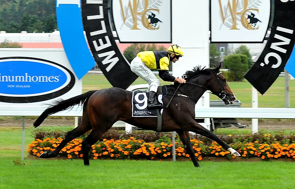 The Bold One | Grangewilliam Stud