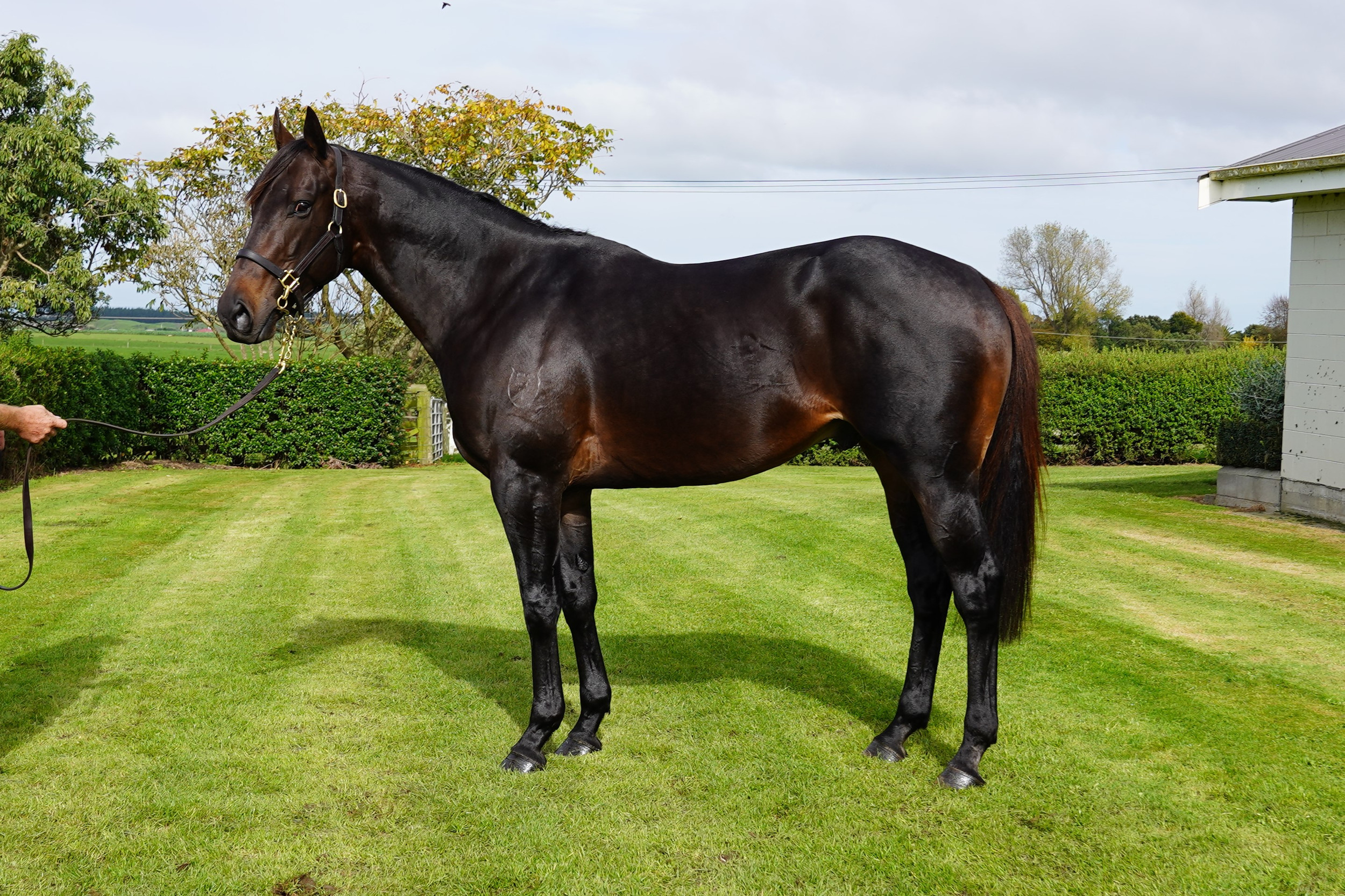 Derryn Grangewilliam Stud derryn-grangewilliam-stud