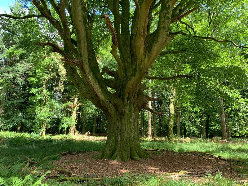 THE WITCHES' TREES OF GROVELY WOODS
