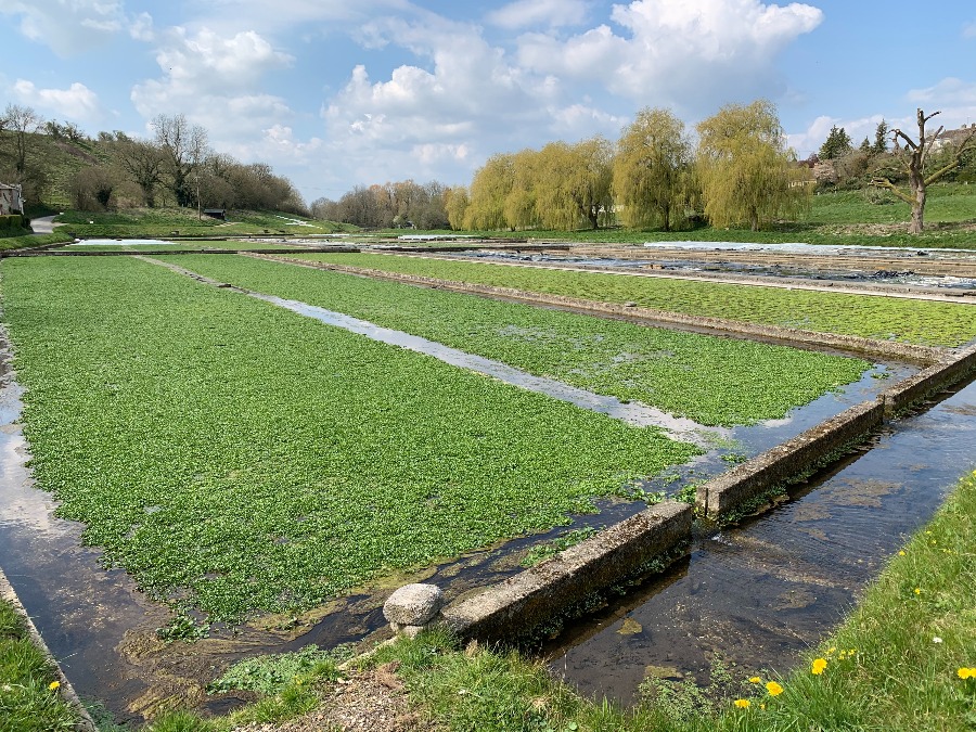 Visiting the Chalke Valley History Festival: Your Questions Answered