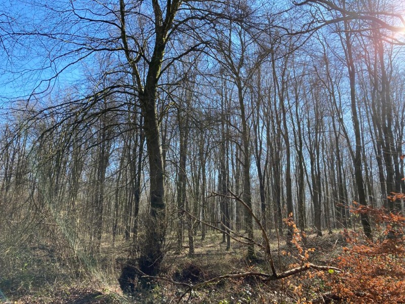 LUDGERSHALL CASTLE AND CROSS – A WALK AROUND THE EARTHWORKS AND INTO ...