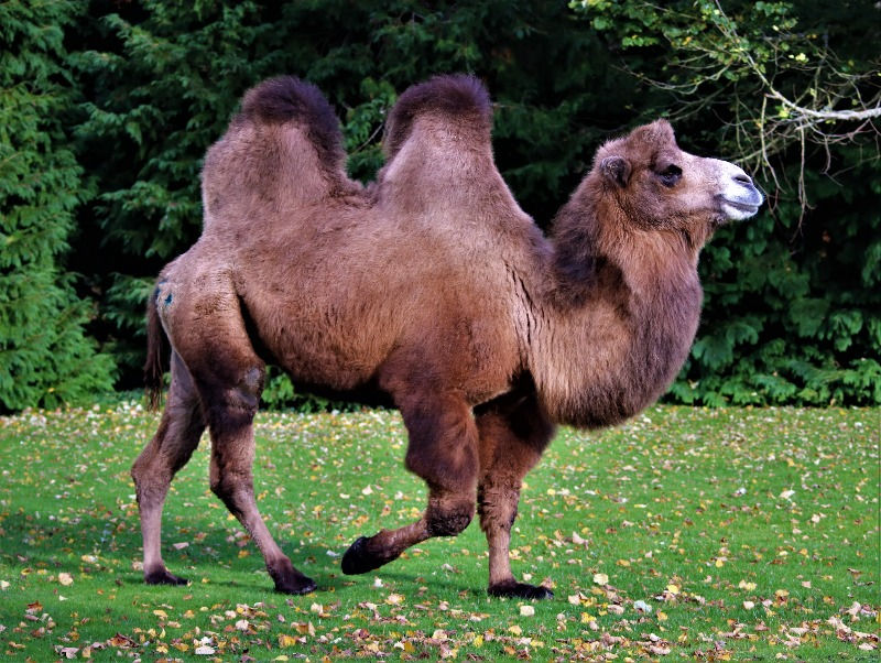 THE WOODFORD VALLEY CAMEL WALK