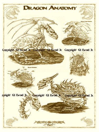 Dragon Anatomy Poster | Art of Ed Beard Jr