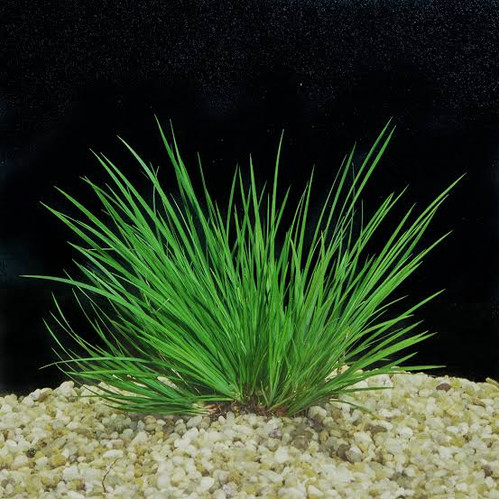 PLANTAS ACOROS VERDE