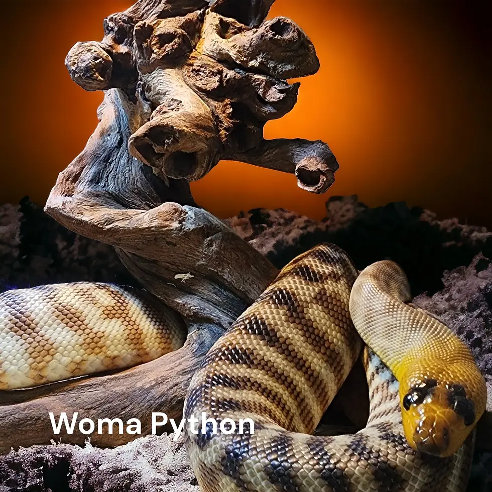 Reptile | Cold Blooded Sensations