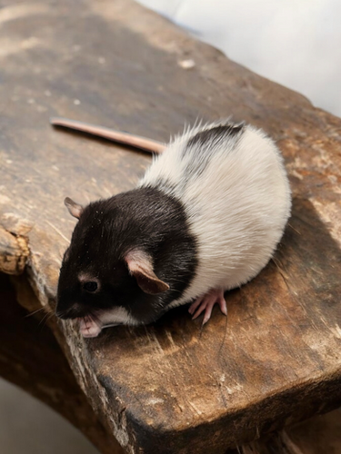 Frozen Feeder Rats - In Store Pickup Only | CB Sensations