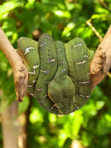 CB Yearling emerald tree boa - Female | CB Sensations
